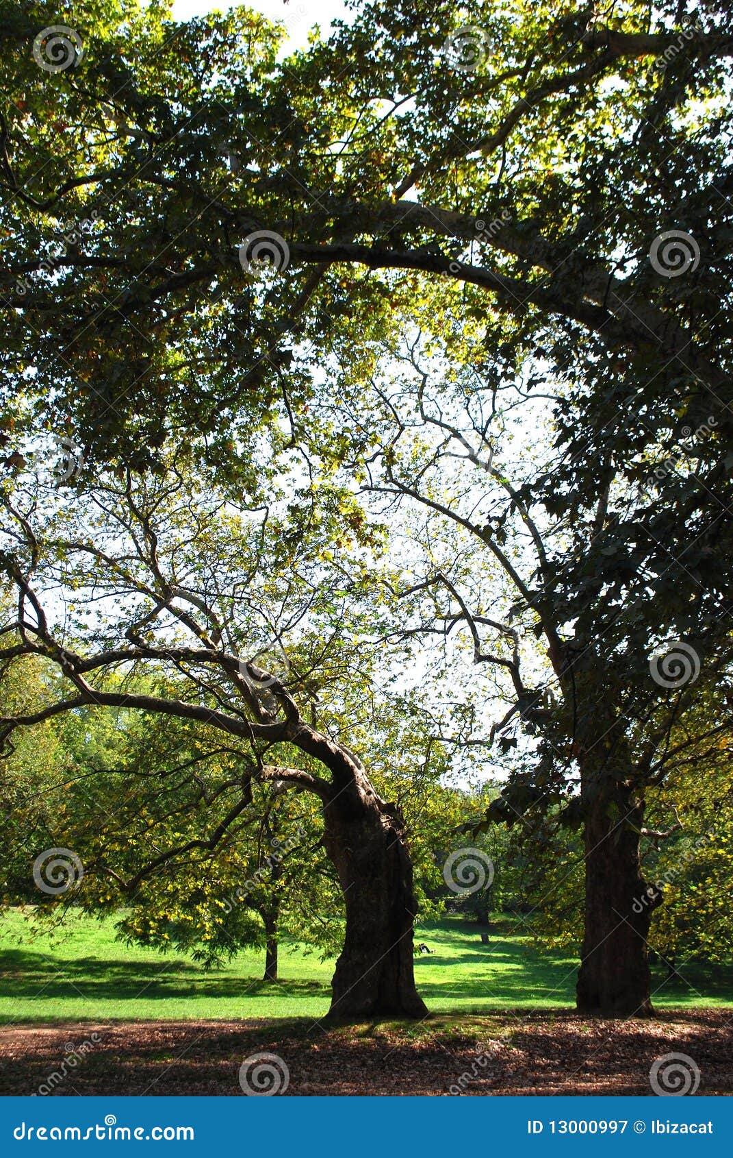 Two trees stock image. Image of borghese, autumn, shadows - 13000997