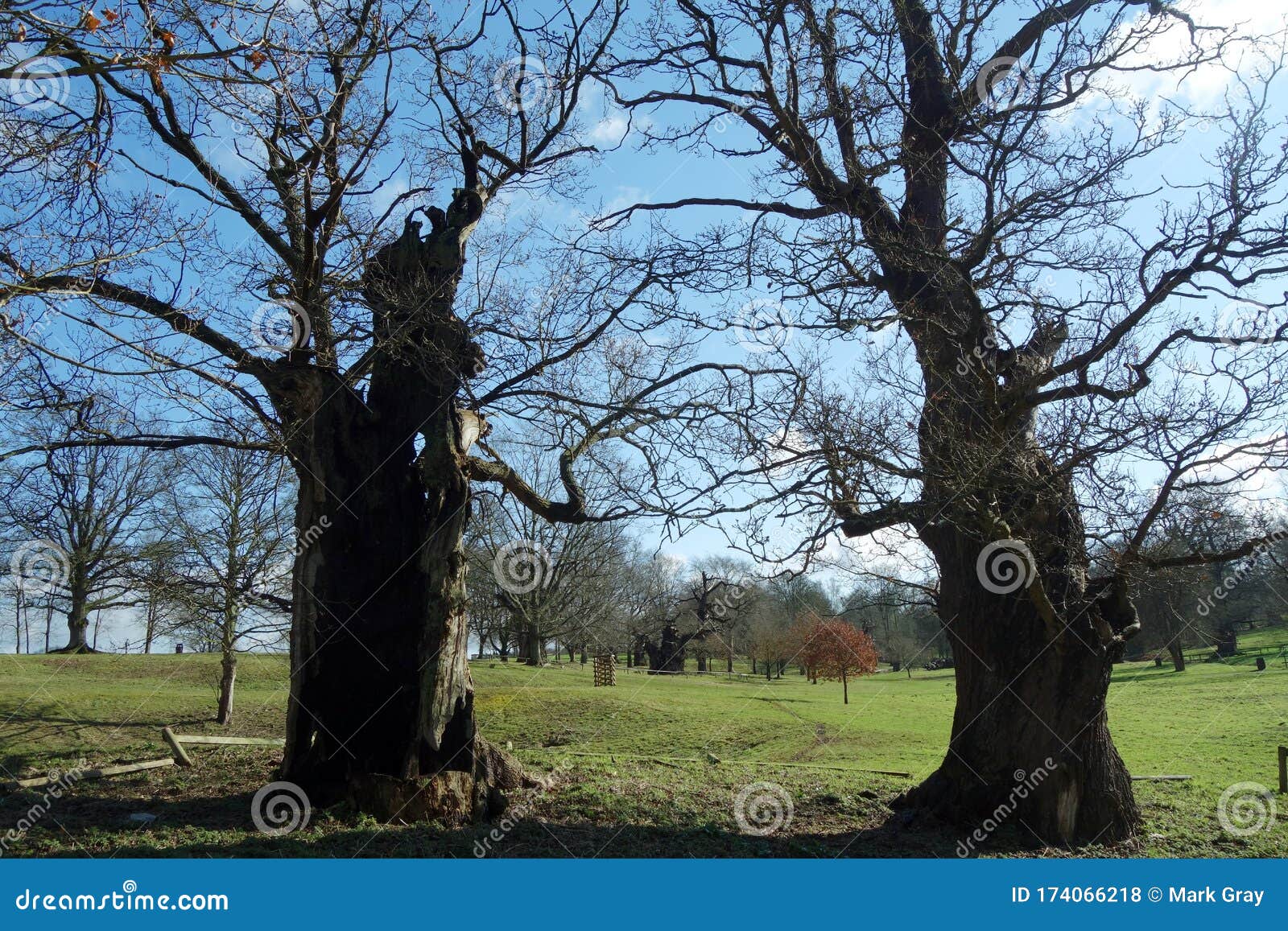 Between Two Trees stock photo. Image of field, grass - 174066218