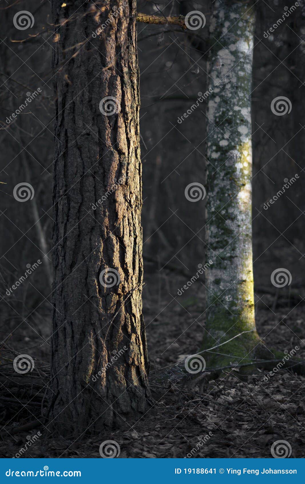 Two trees stock image. Image of trunk, sepia, forest - 19188641