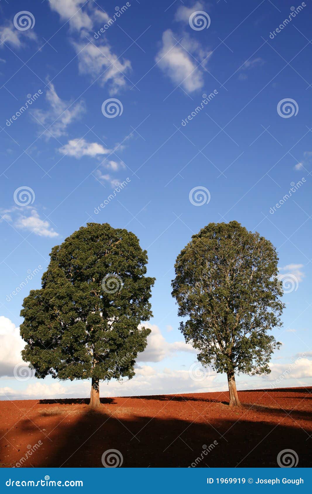Two Trees stock image. Image of ploughed, sunny, meadow - 1969919