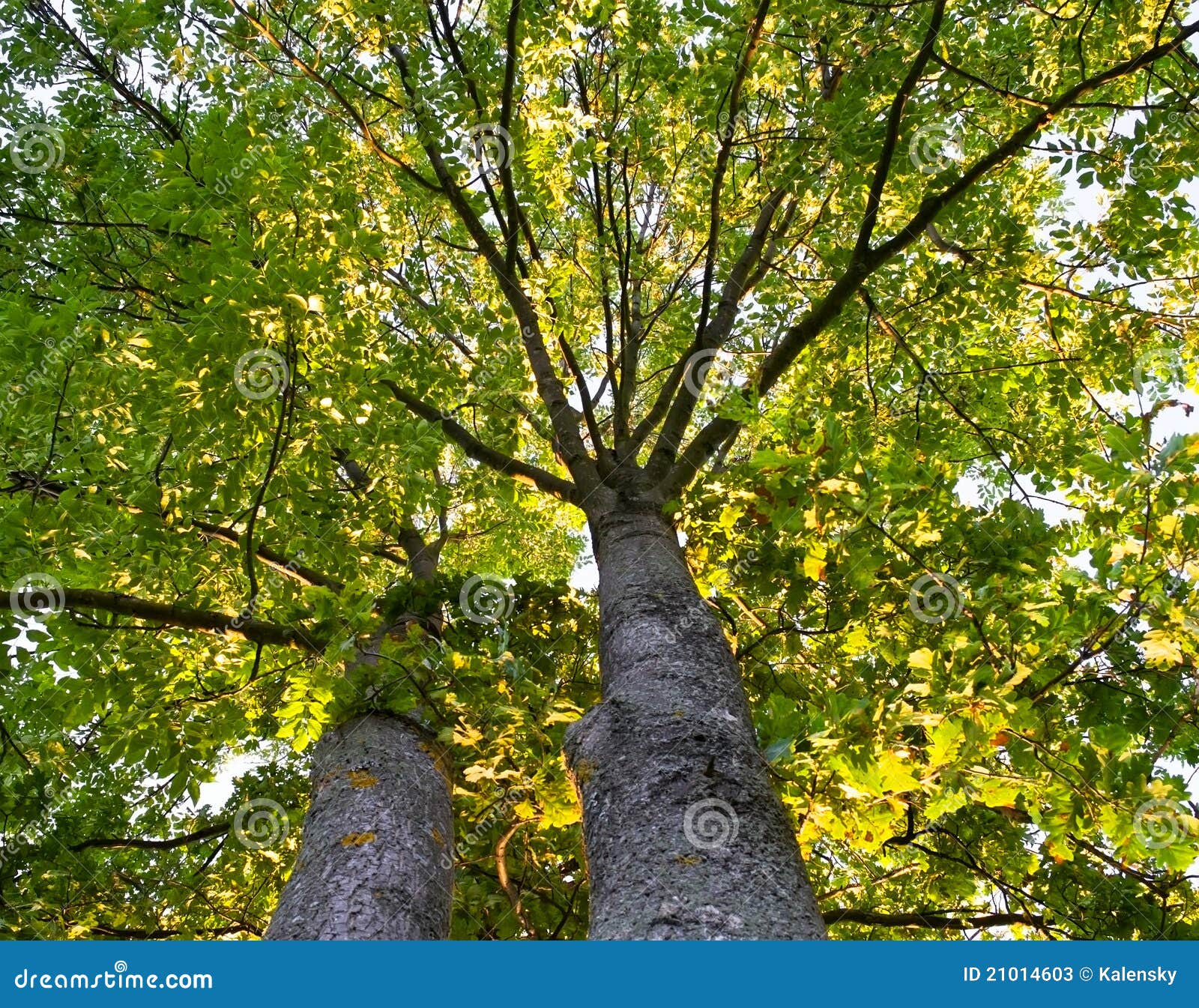 Two trees stock image. Image of yellow, tree, pillar - 21014603