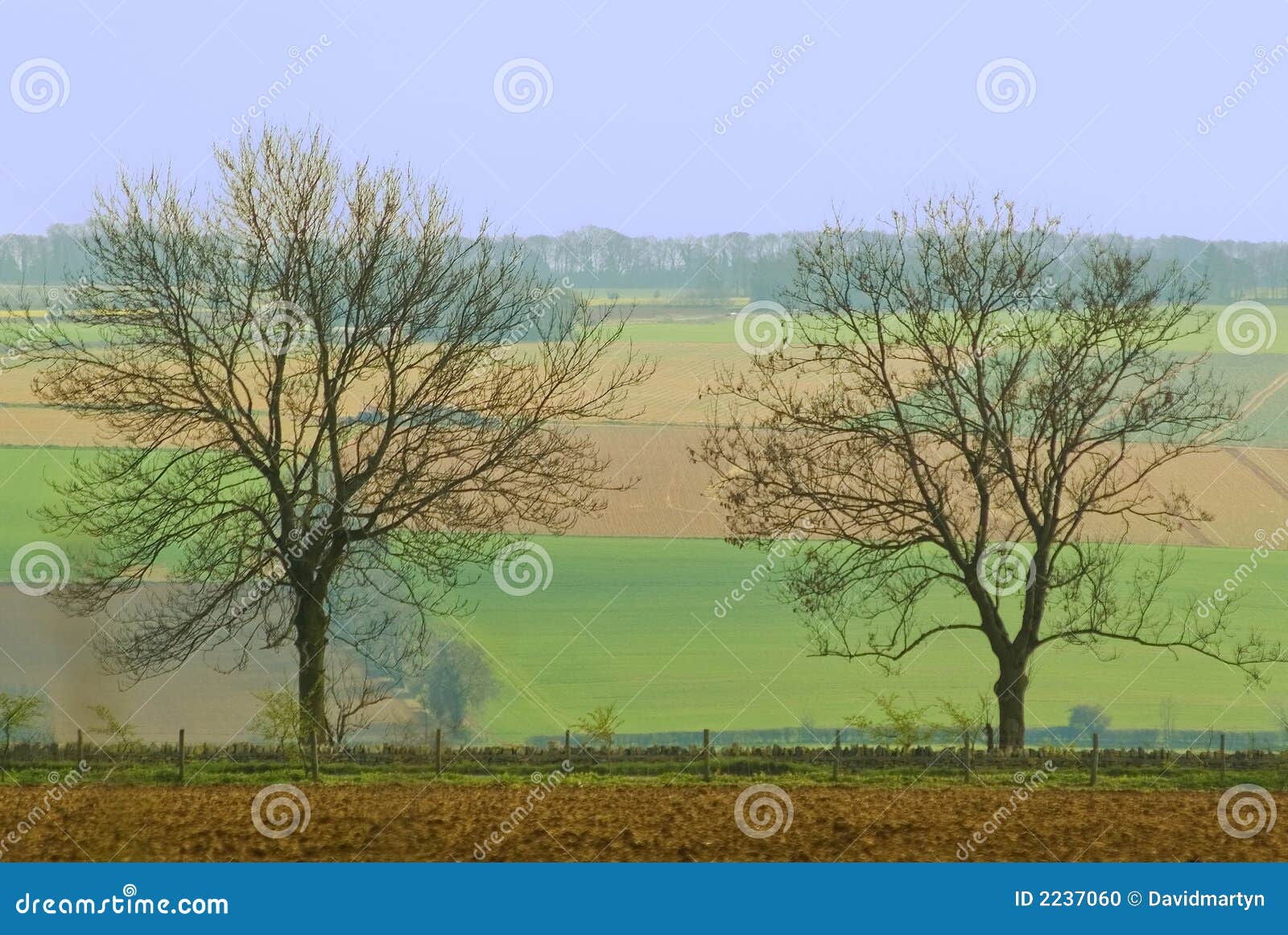 Two trees stock photo. Image of trees, farmland, spring - 2237060