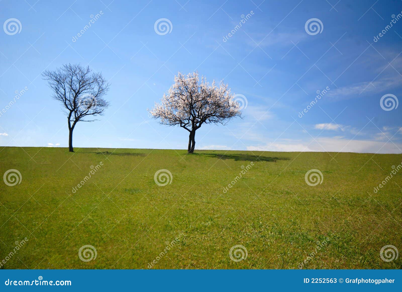 Two trees stock image. Image of shadows, landscape, peaceful - 2252563