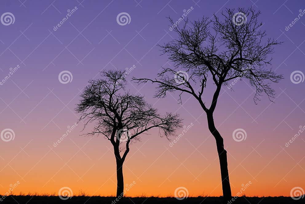 Two trees stock photo. Image of beautiful, orange, trees - 23208052