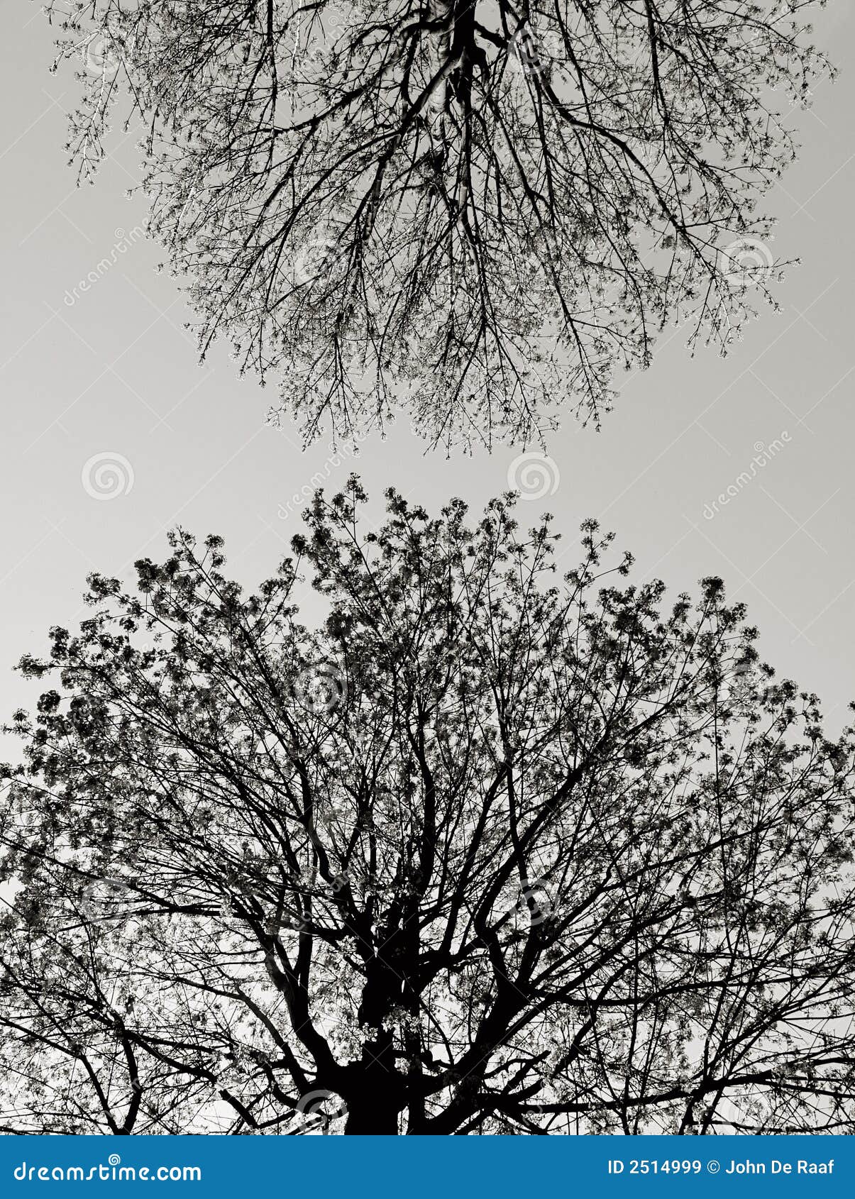 Two trees stock image. Image of funeral, white, dead, trees - 2514999