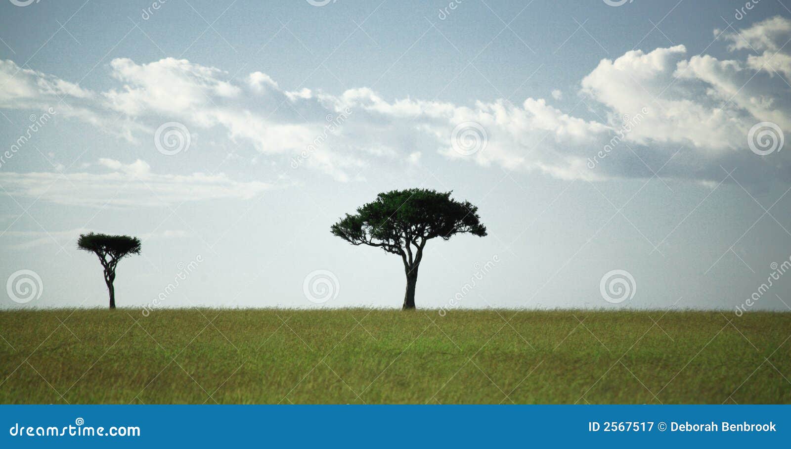 Two trees stock image. Image of horizon, masai, idyllic - 2567517
