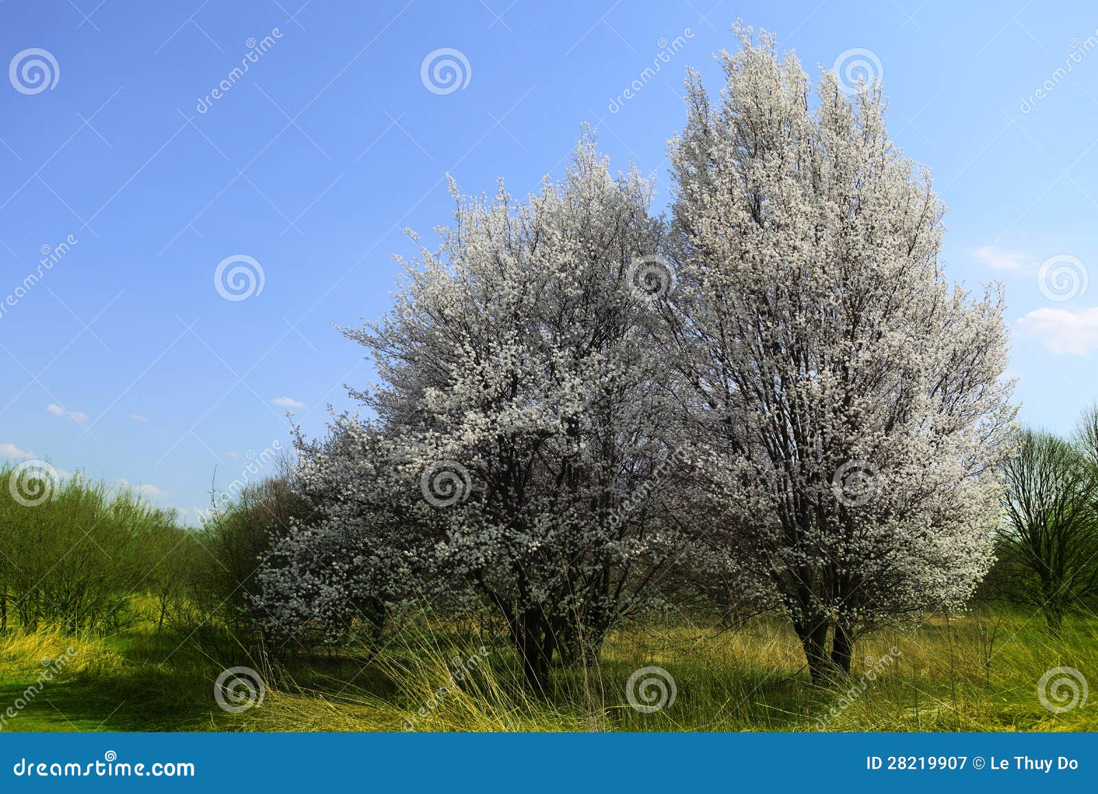 Two Trees stock image. Image of colorful, leaf, environment - 28219907