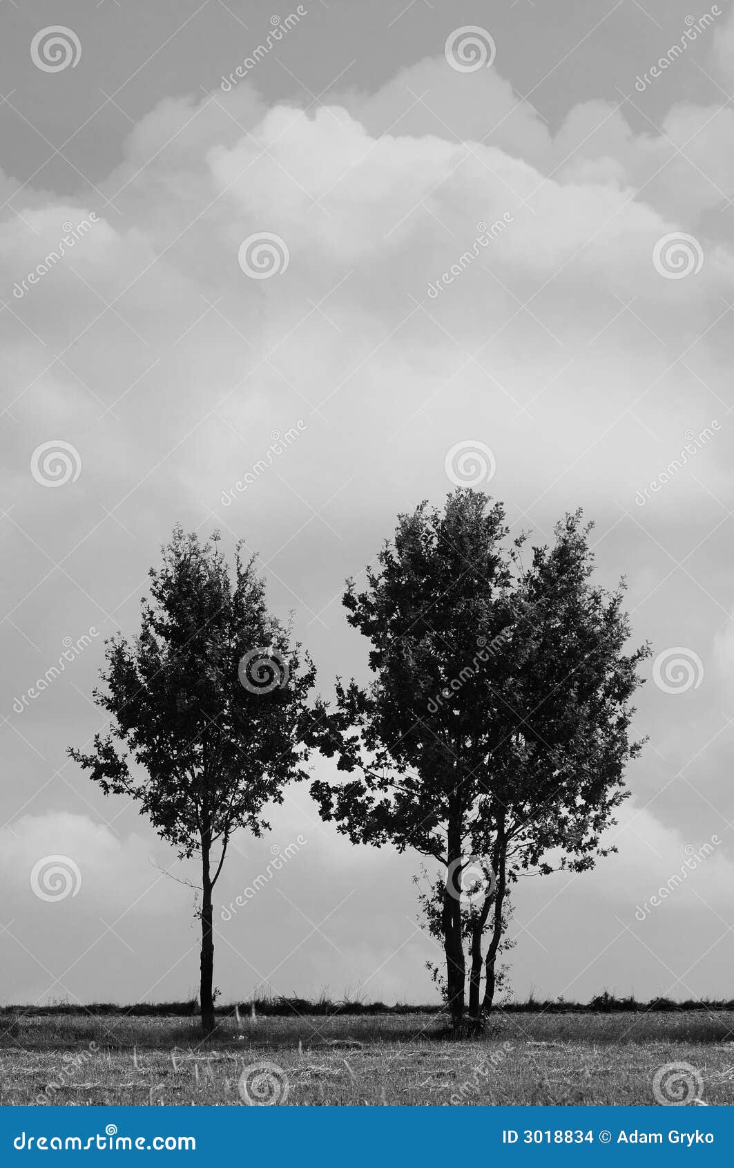 Two trees stock photo. Image of rural, weather, autumntime - 3018834