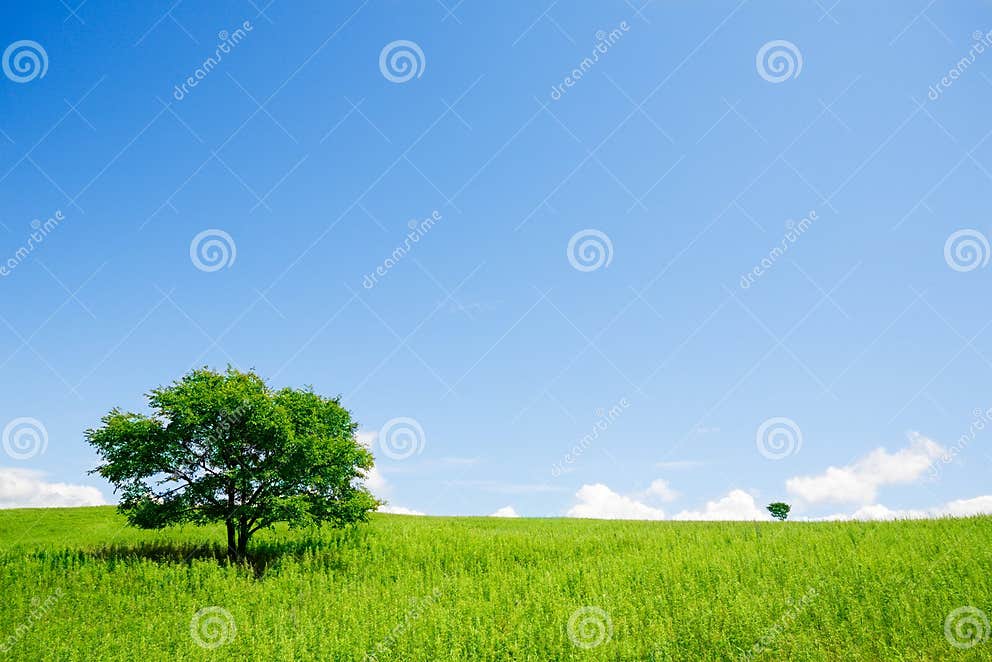 Two trees stock photo. Image of meadow, ground, blue, glade - 4844360