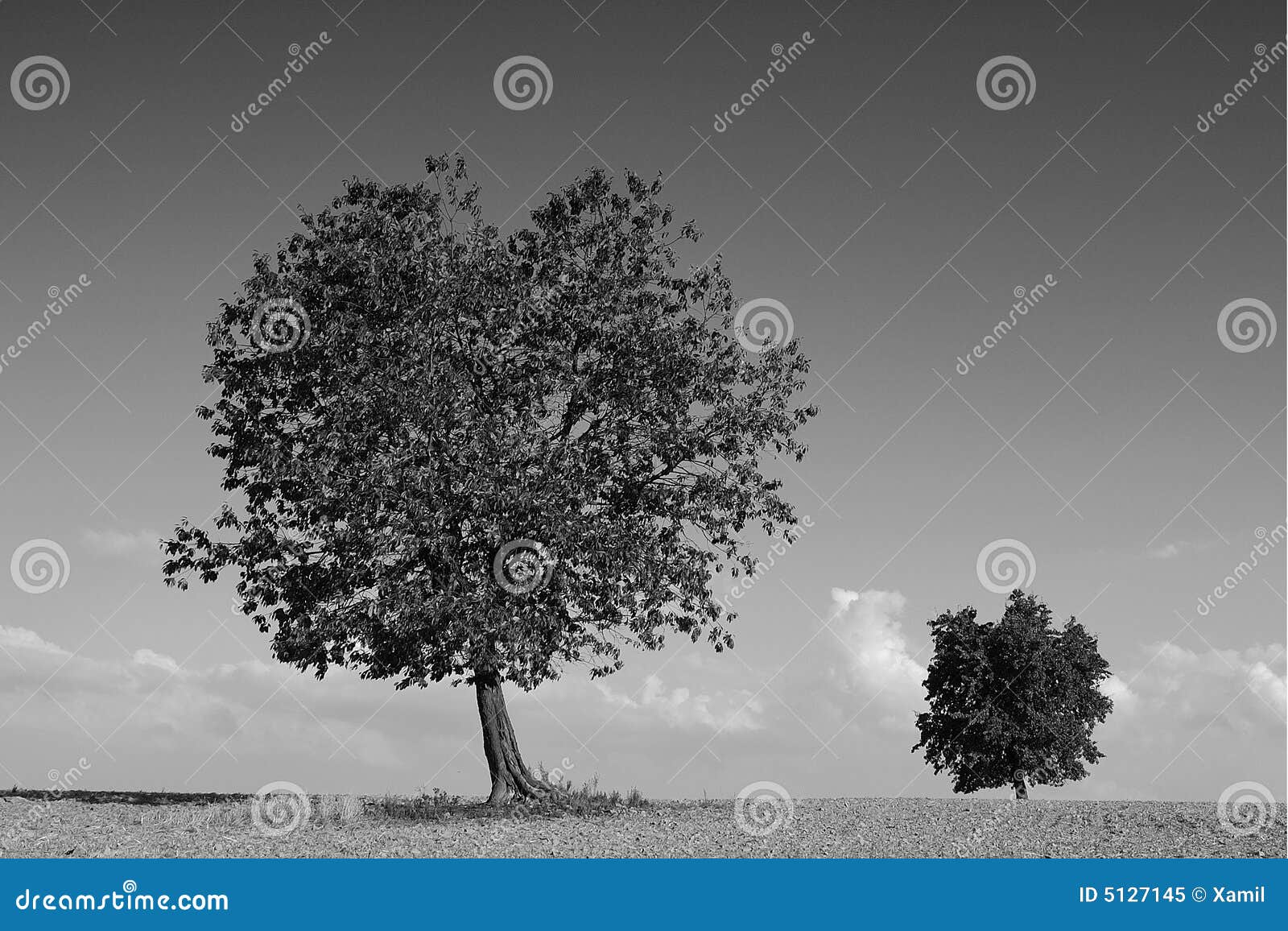 Two trees stock image. Image of tree, white, wood, country - 5127145