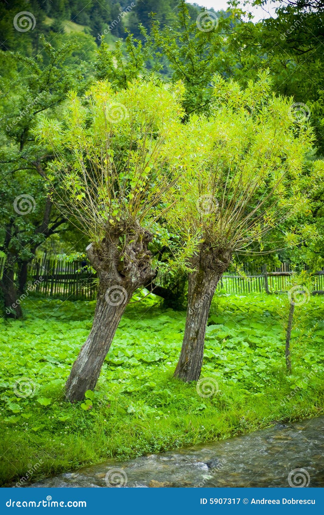 Two trees stock image. Image of summer, leaf, landscape - 5907317