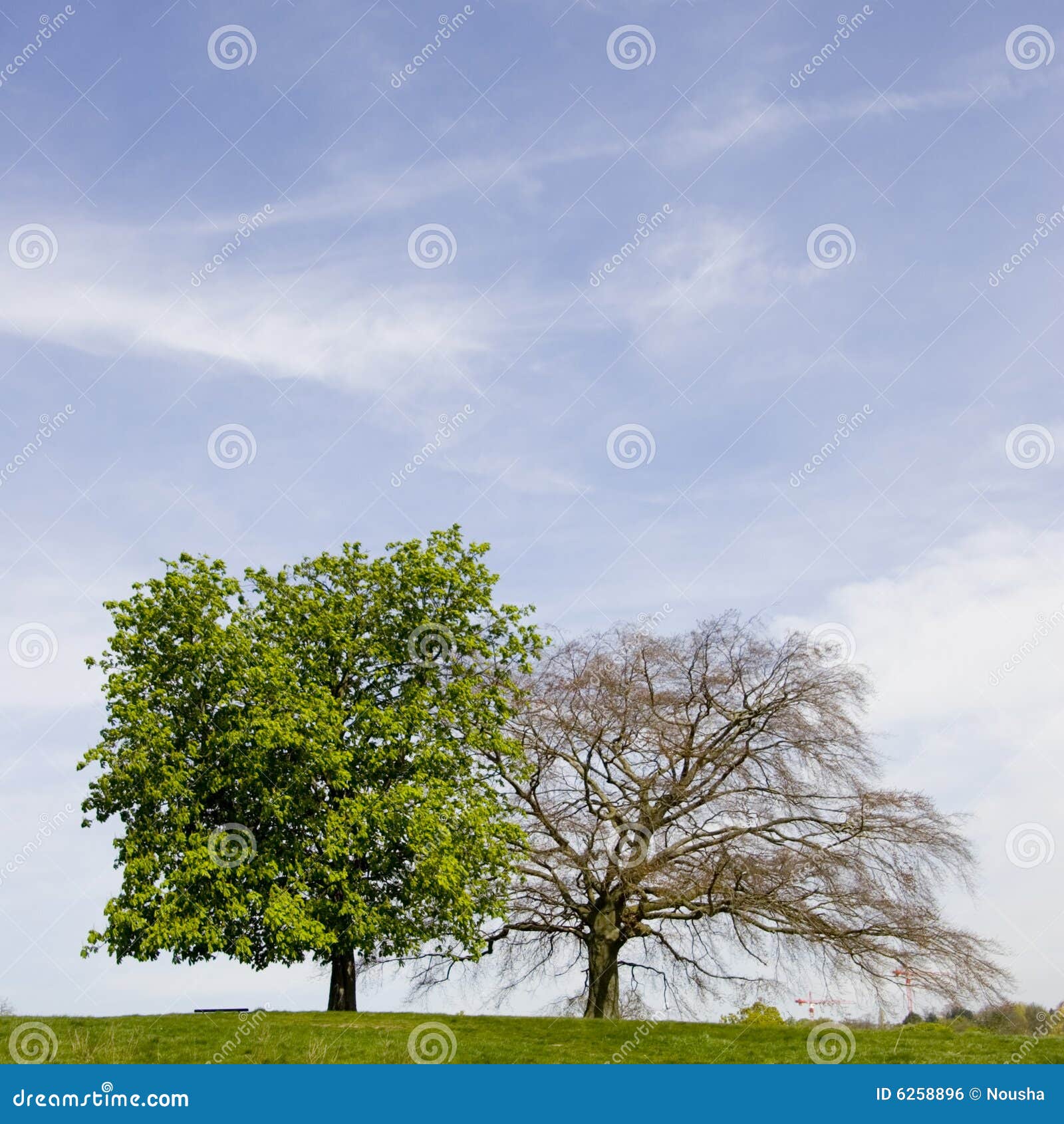 Two Trees stock photo. Image of crowd, blue, vitality - 6258896
