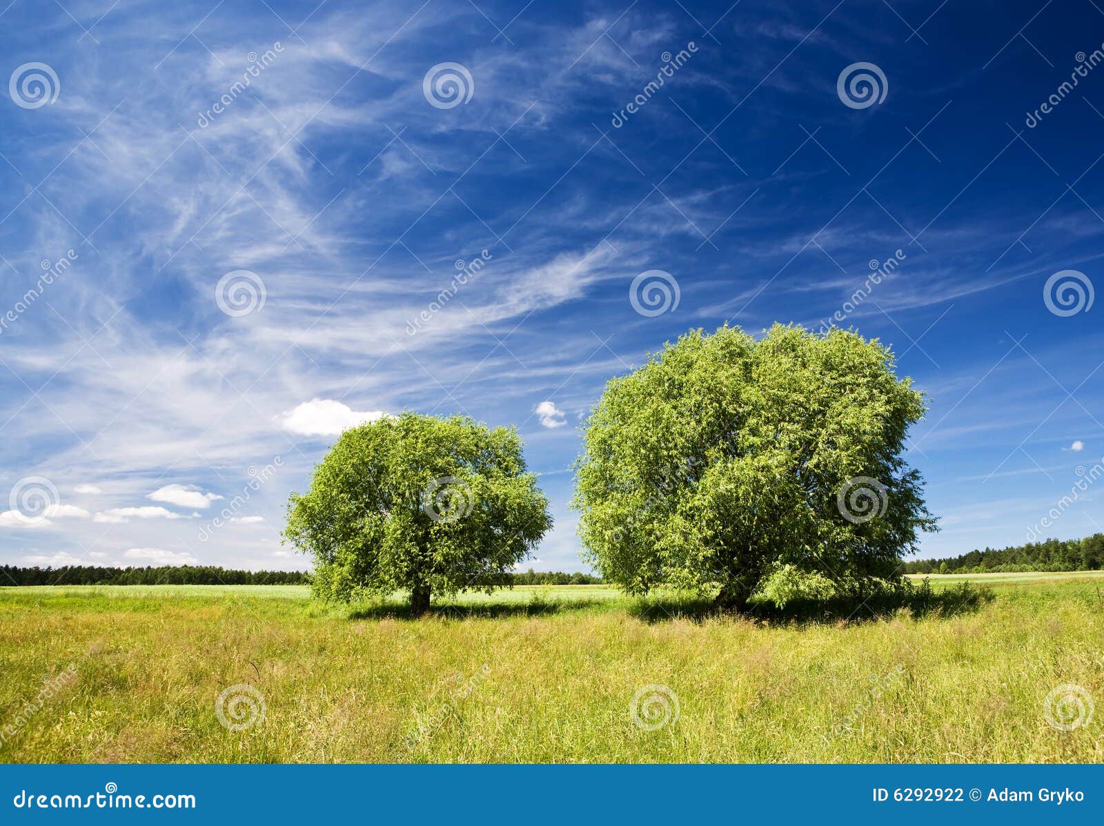 Two trees stock photo. Image of cloudscape, colorful, forest - 6292922