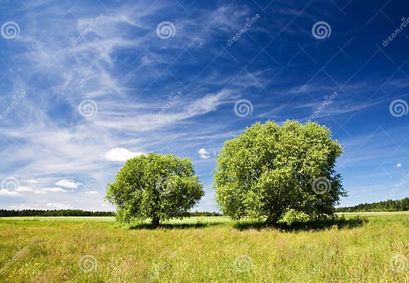 Two trees stock photo. Image of cloudscape, colorful, forest - 6292922