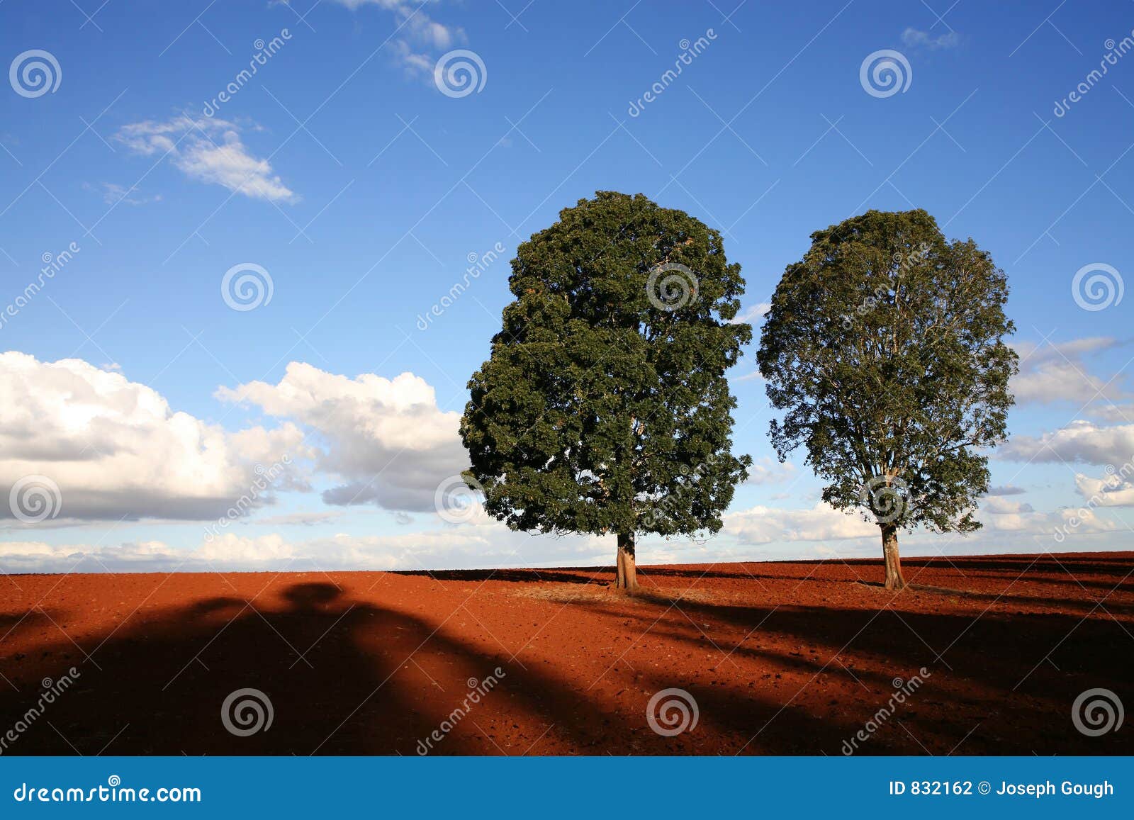Two Trees stock photo. Image of cloudy, flora, field, couple - 832162