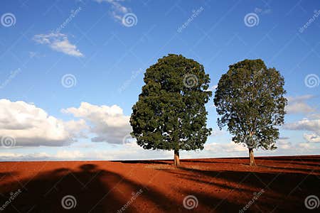 Two Trees stock photo. Image of cloudy, flora, field, couple - 832162