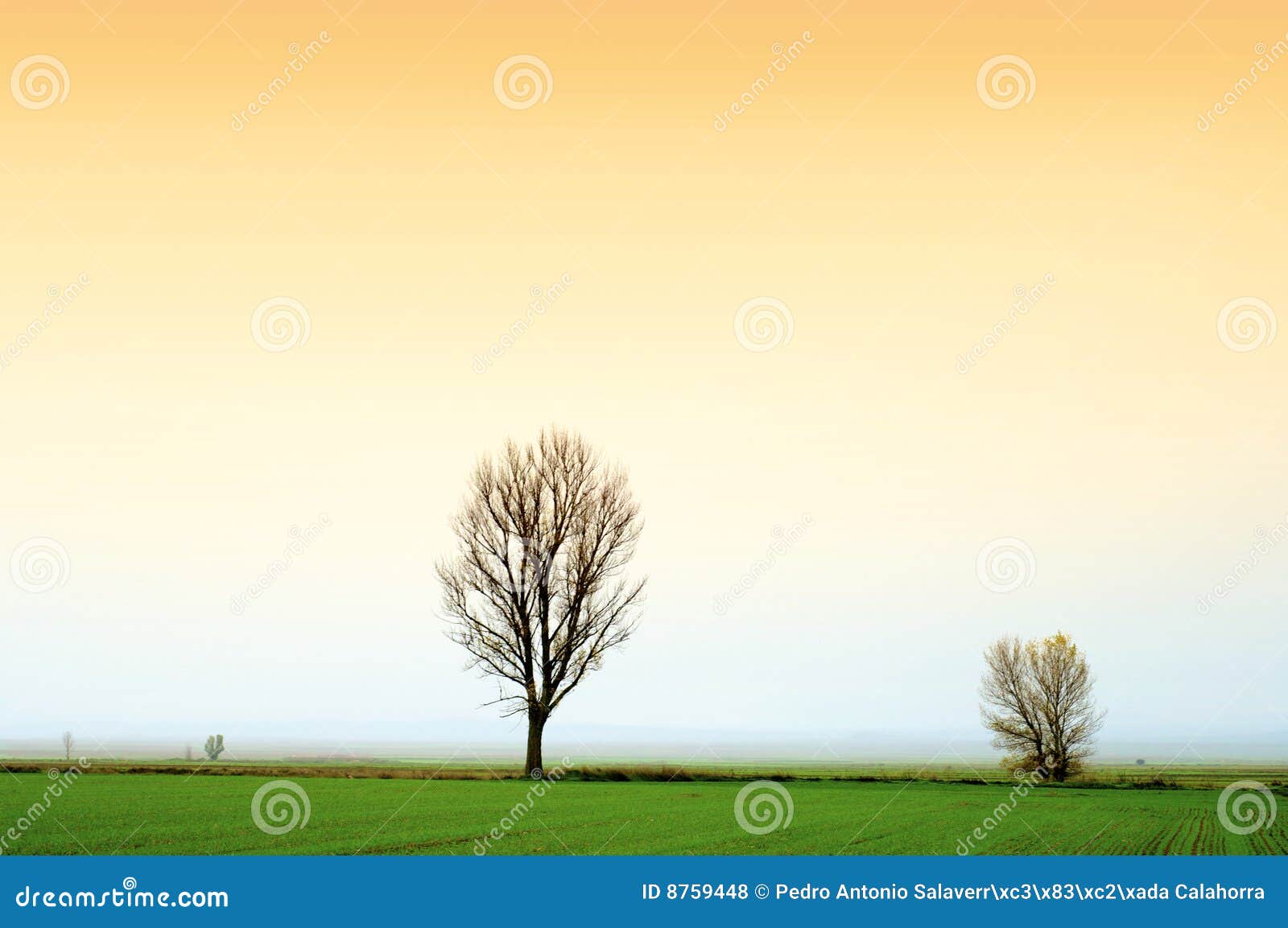Two trees stock photo. Image of bright, outside, nature - 8759448