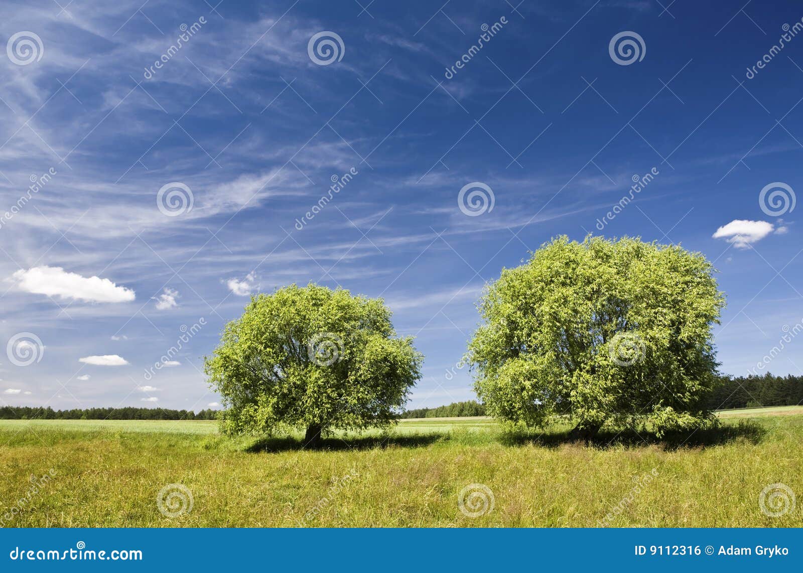 Two trees stock photo. Image of outside, background, green - 9112316