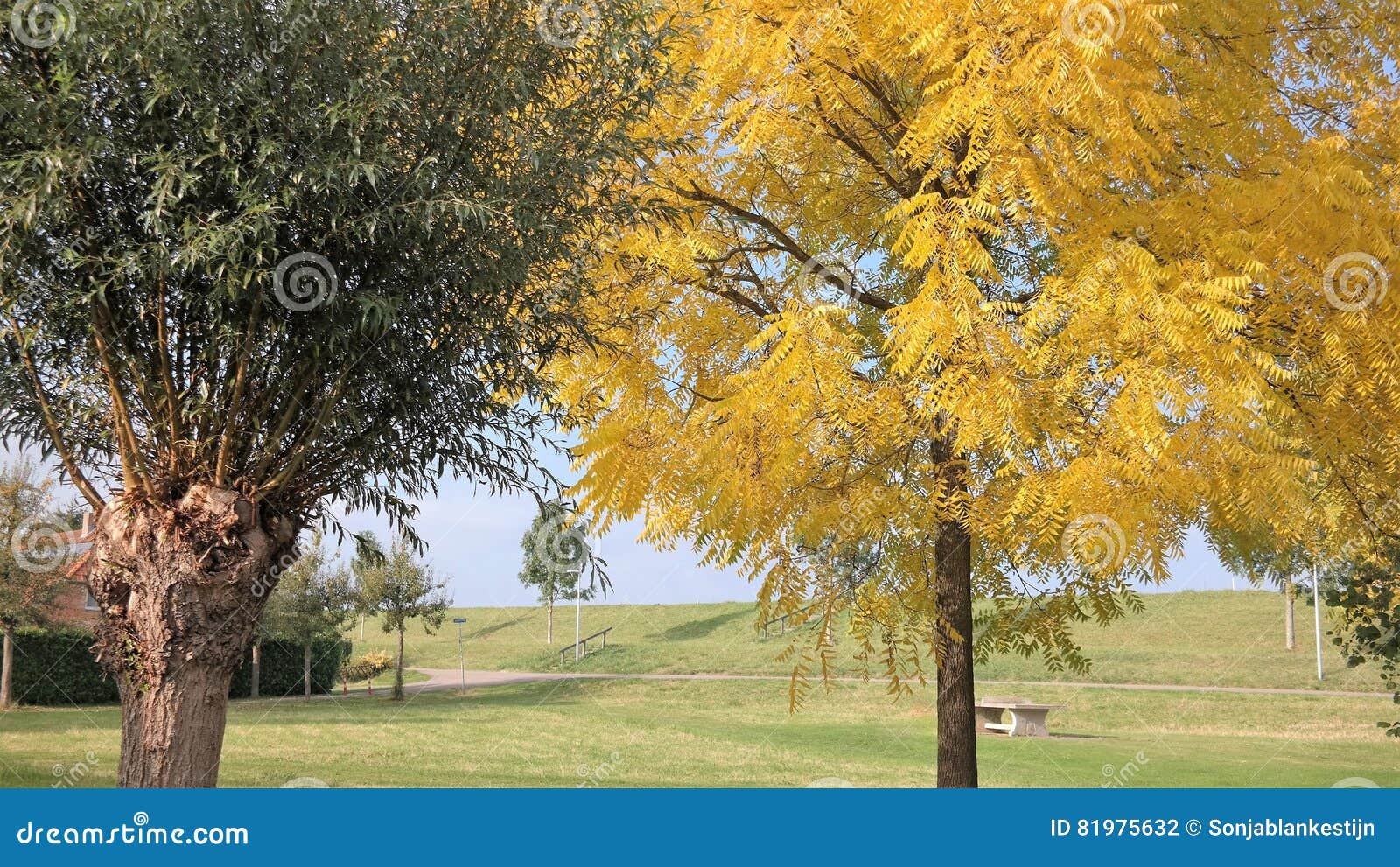 Two Different Trees Stock Photo | CartoonDealer.com #27769290