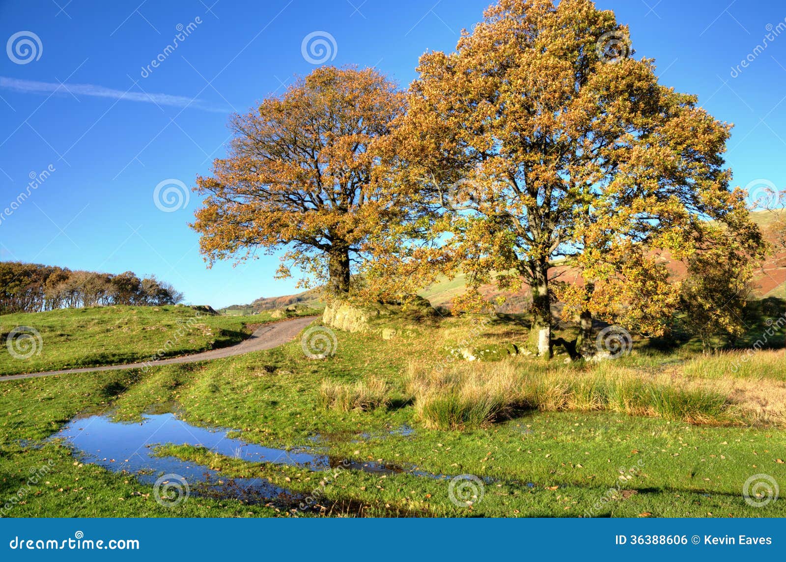 Two Trees in an Autumn Landscape Stock Photo - Image of scenery ...