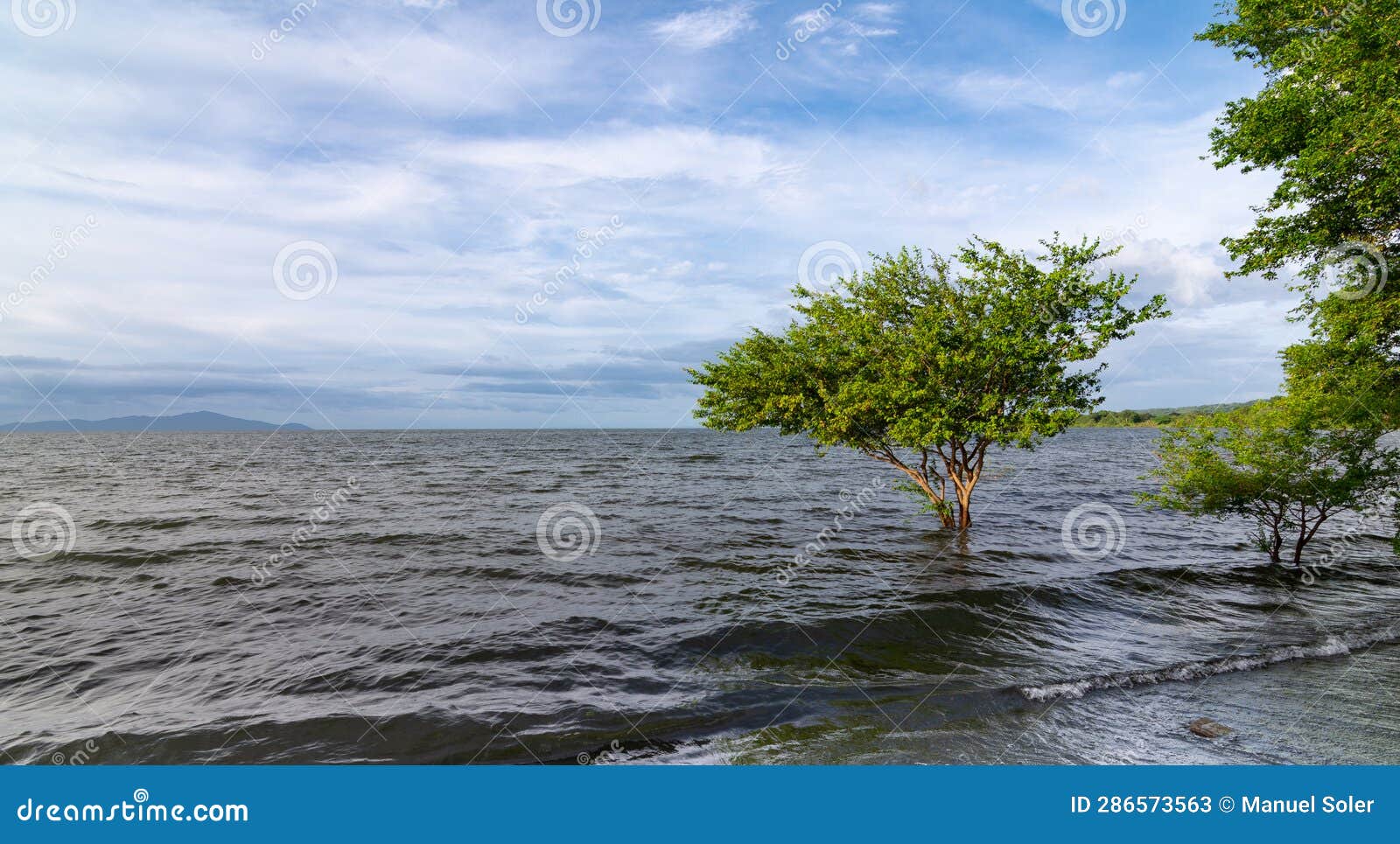 TWO TREES BATHING in LAKE COCIBOLCA Stock Image - Image of beach ...