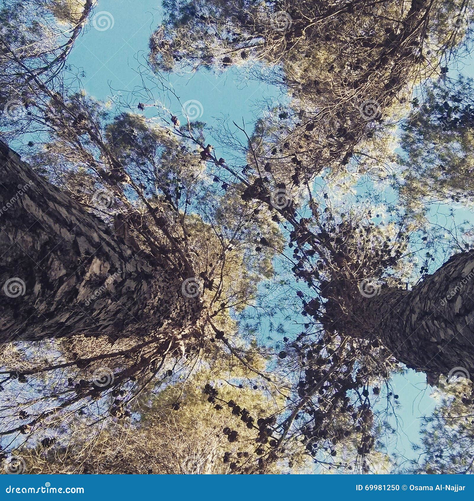 Between two trees stock photo. Image of green, jordan - 69981250