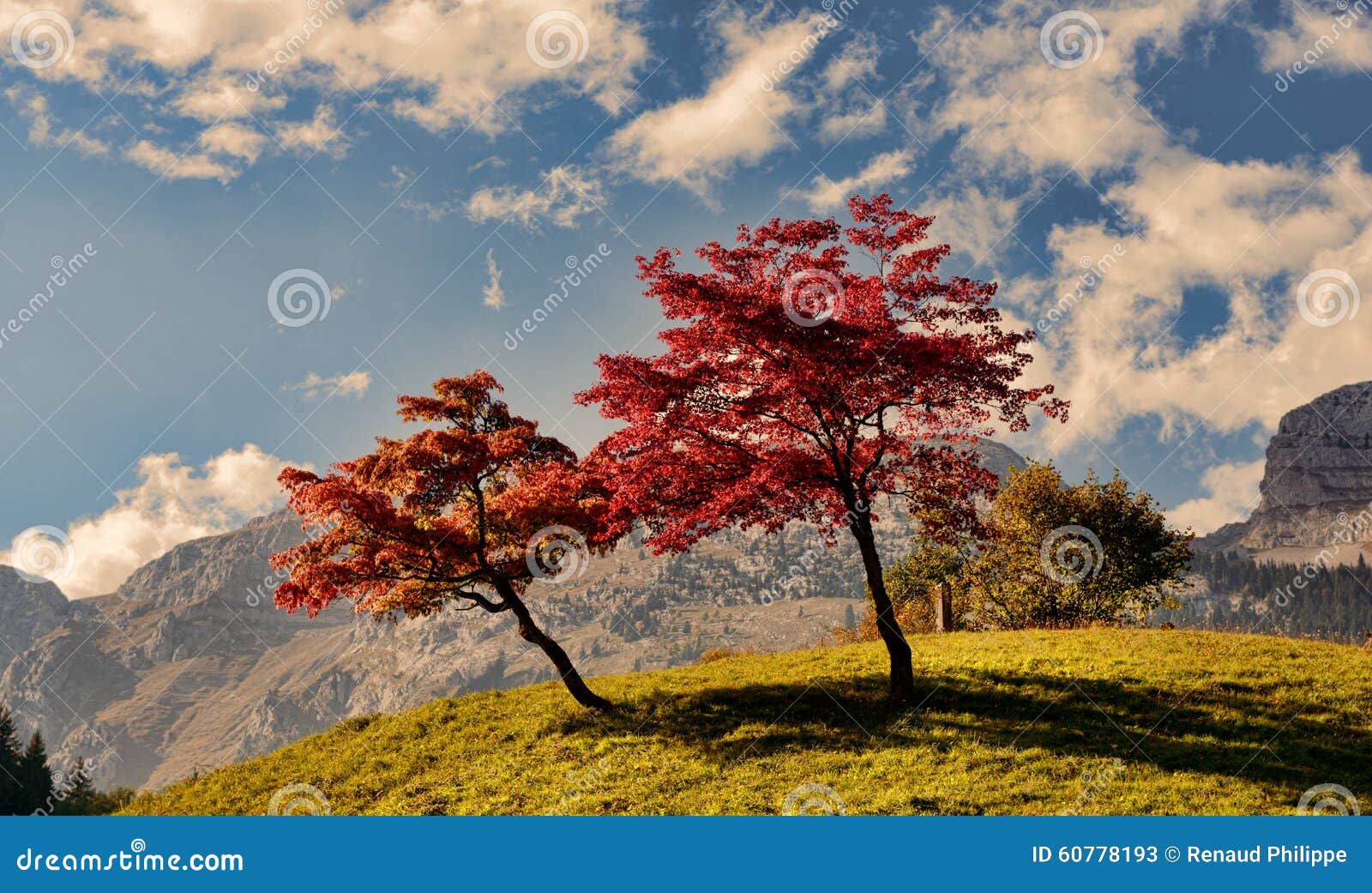 Two Trees with Beautiful Fall Colors Stock Image - Image of majestic ...
