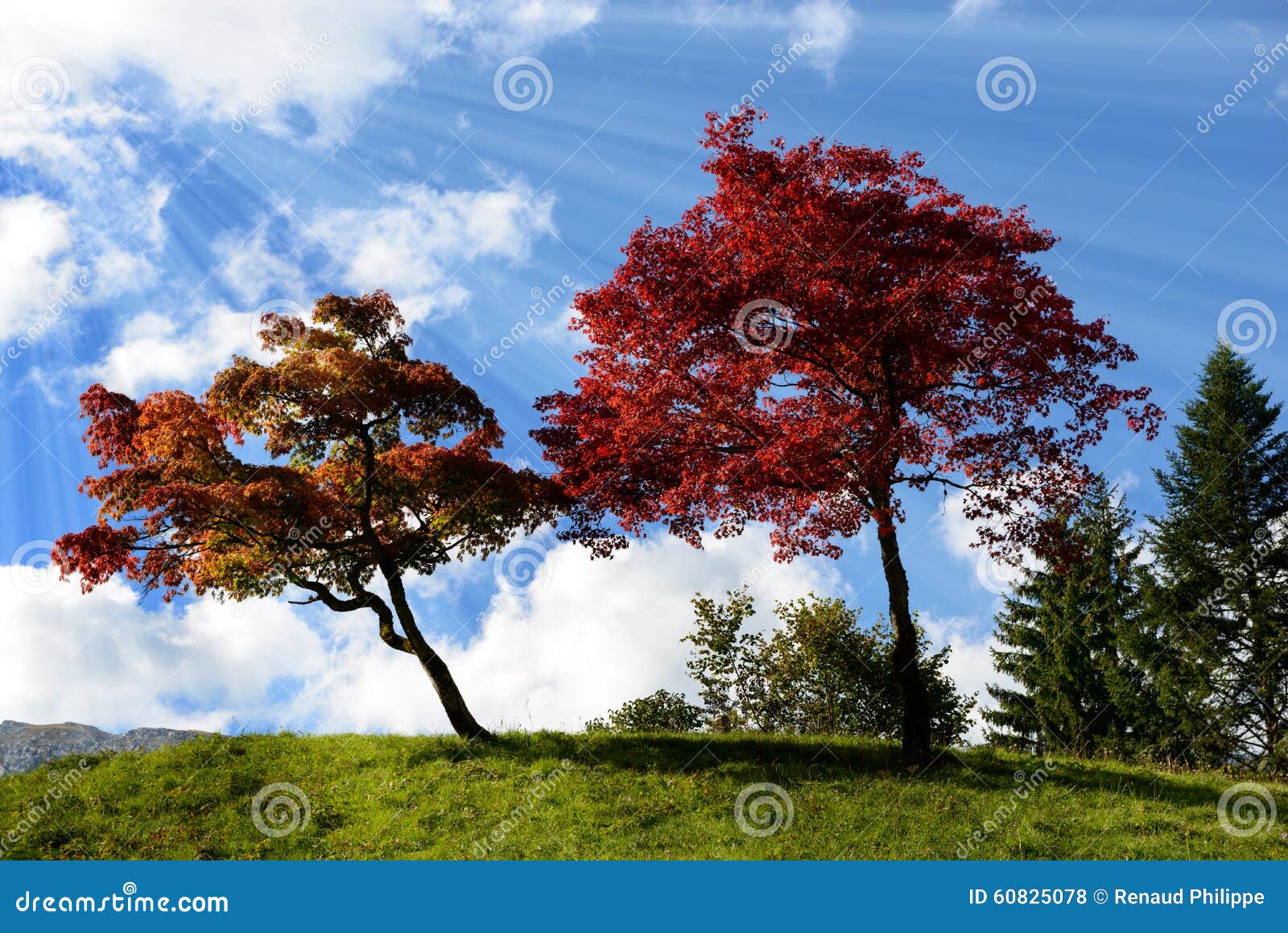 Two Trees with Beautiful Fall Colors Stock Photo - Image of environment ...