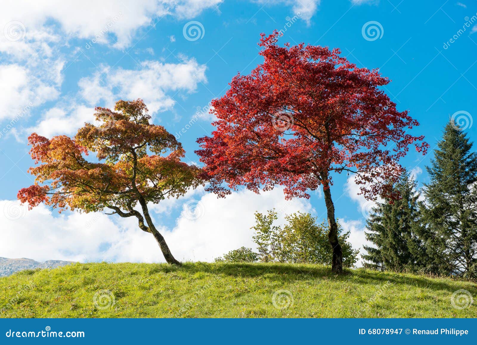 Two Trees with Beautiful Fall Colors Stock Image - Image of journey ...