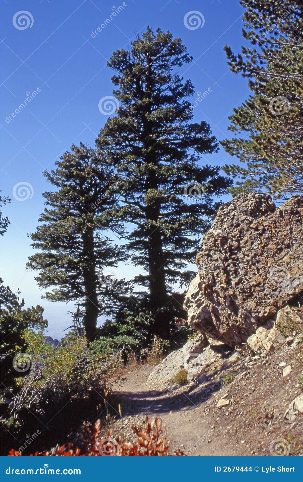 Two Trees & a Bolder stock photo. Image of hiking - 2679444