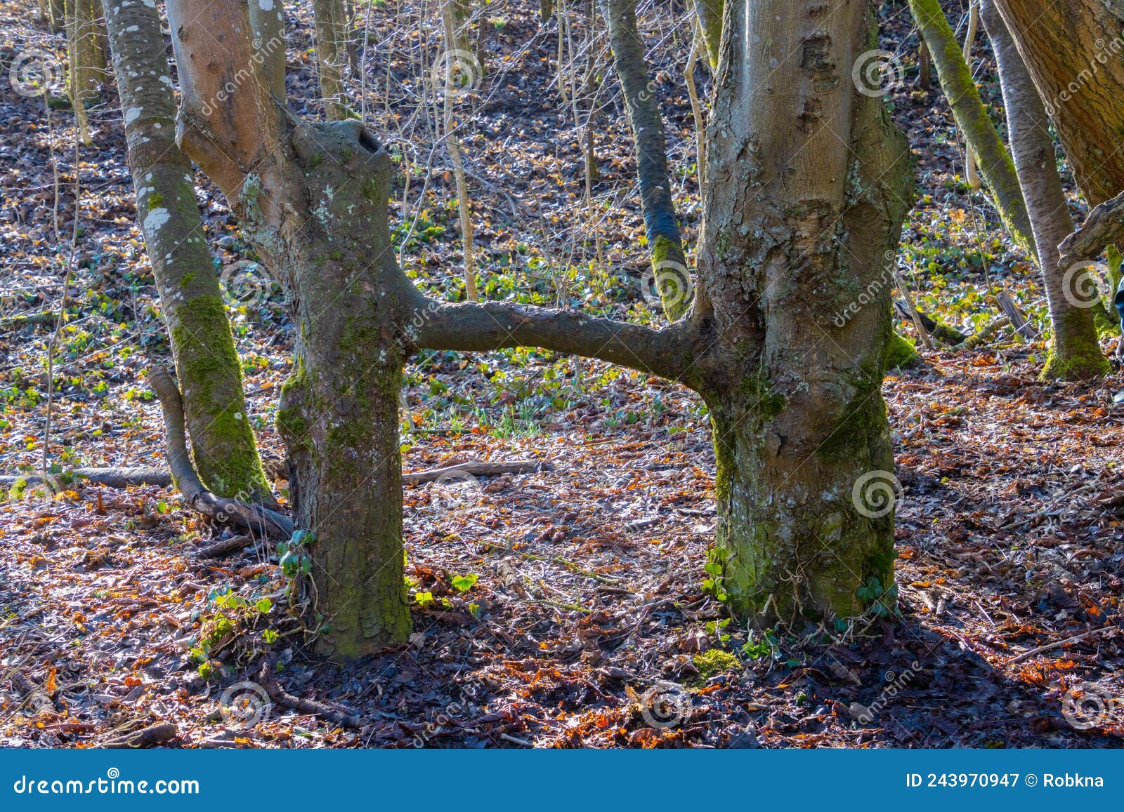 Two Trees Connected with a Branch Growing in Both Stock Image - Image ...