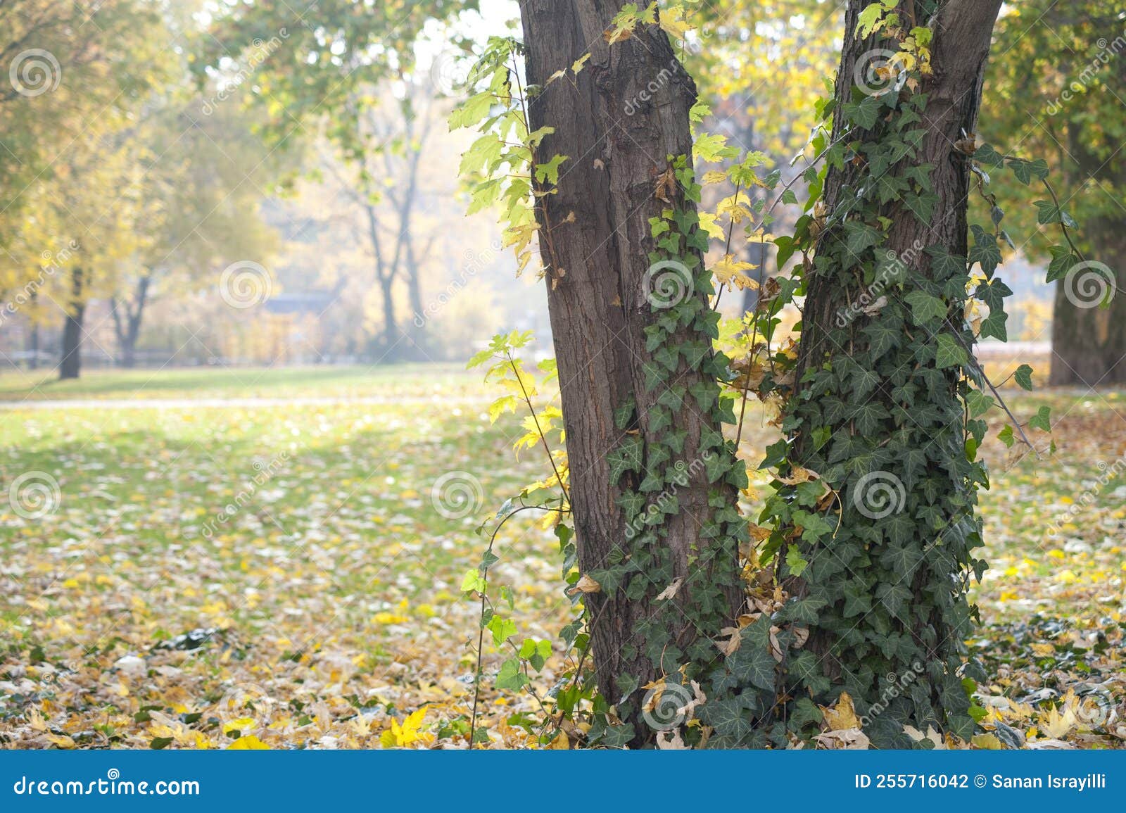 Two trees with creepers stock photo. Image of grass - 255716042