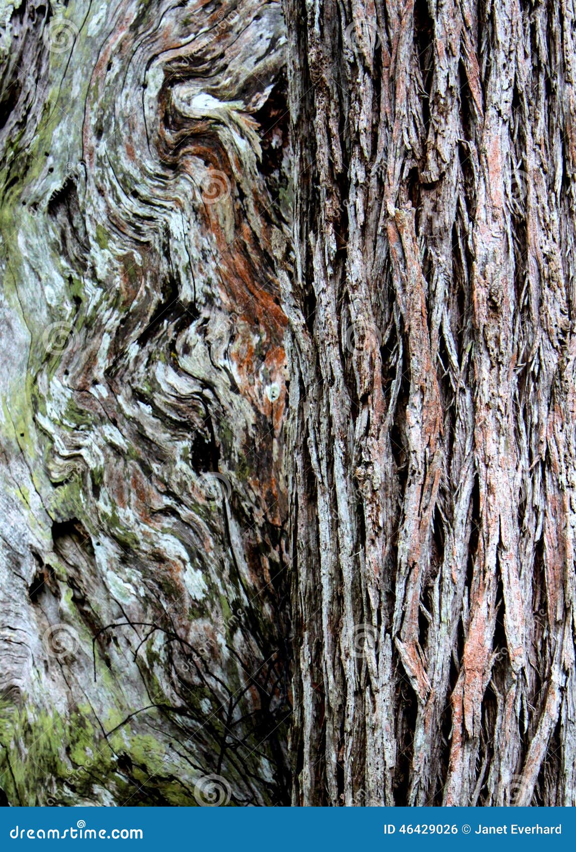 Two Trees with Different Opinions Stock Photo - Image of tree ...