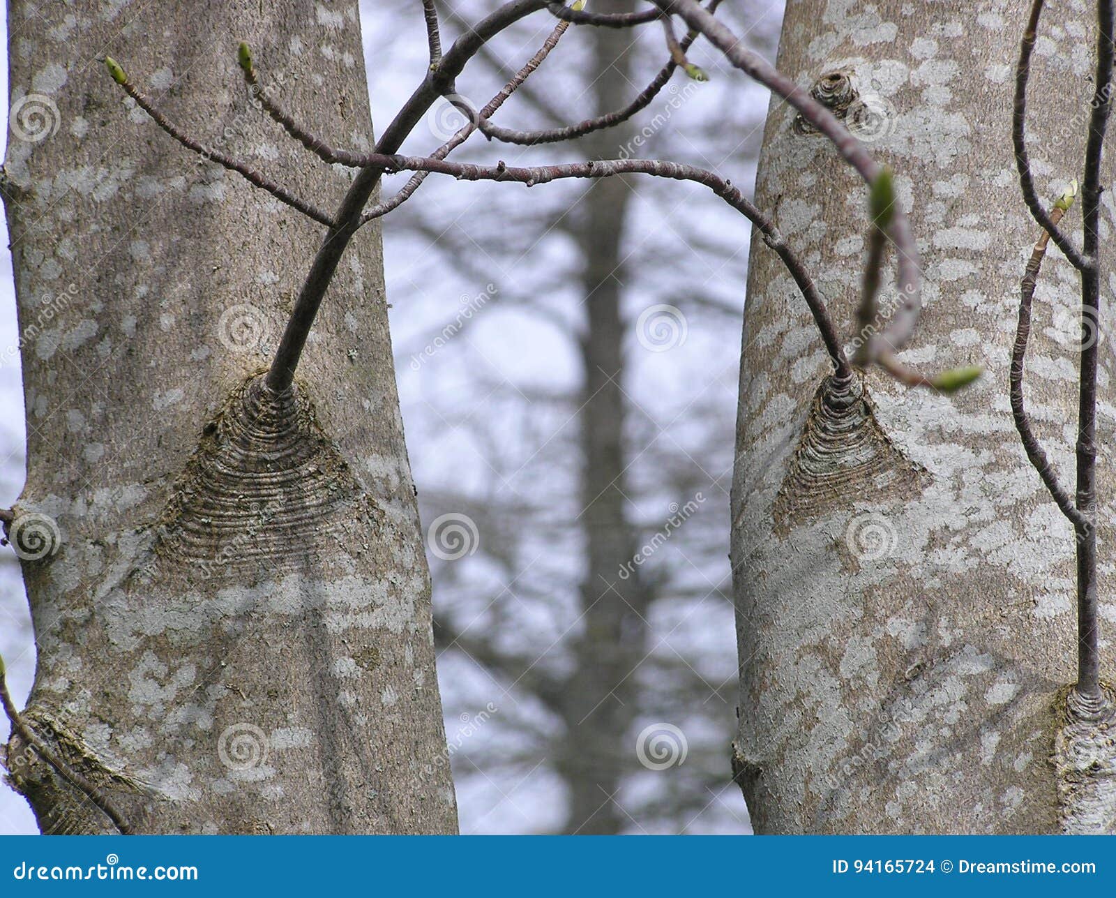 Two trees stock photo. Image of spring, twins, green - 94165724