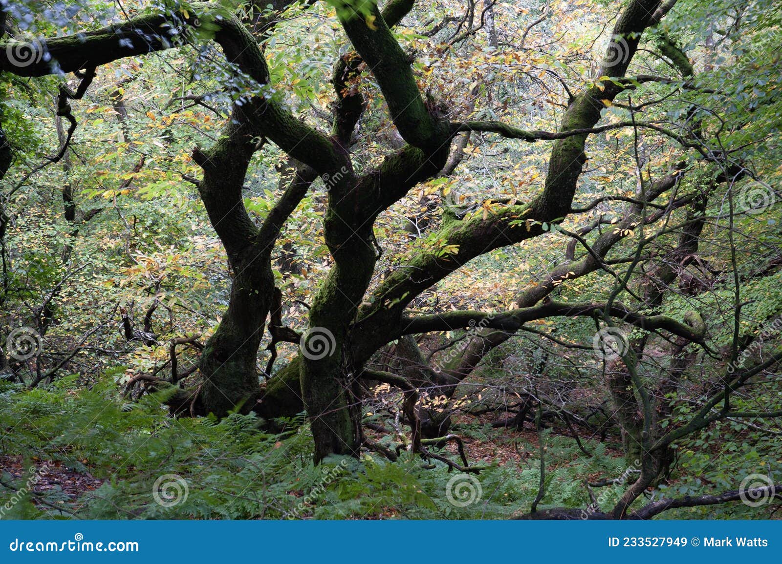 Two Trees Entangled Forever Stock Image - Image of plant, woodland ...