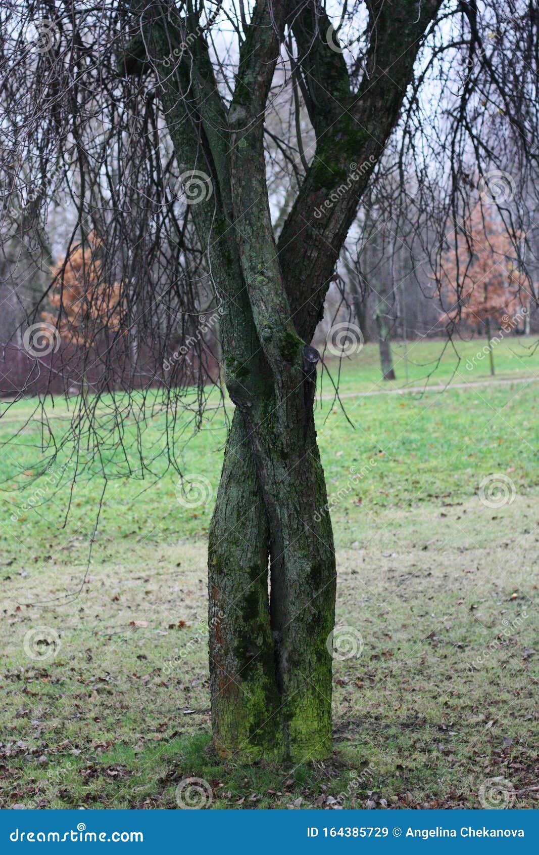 Two Trees Entwined into One in the Park Stock Image - Image of forest ...