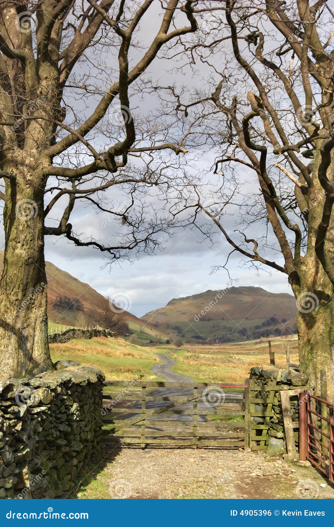 Two trees and a farm gate stock photo. Image of countryside - 4905396