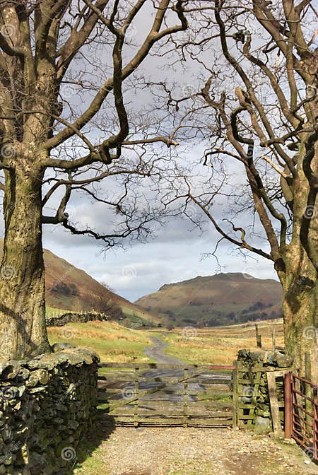 Two trees and a farm gate stock photo. Image of countryside - 4905396