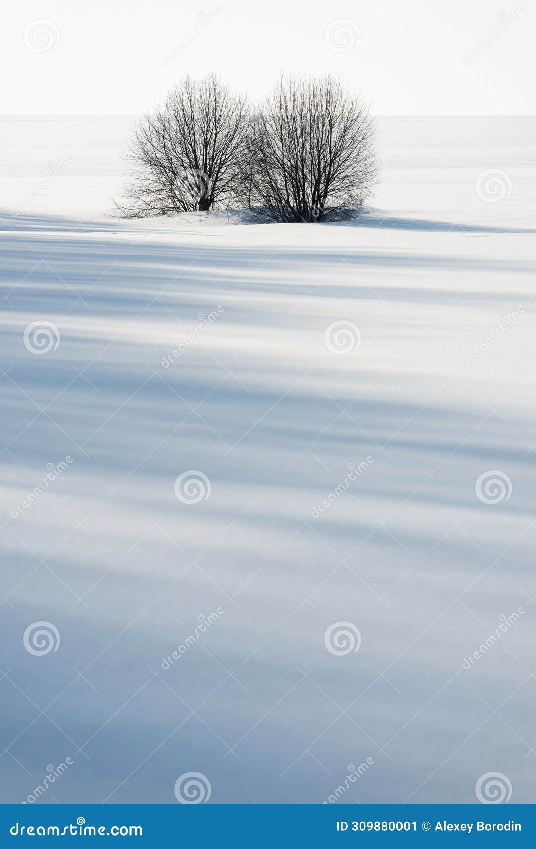 Two Trees on the Field and Long Blue Shadows Stock Image - Image of ...