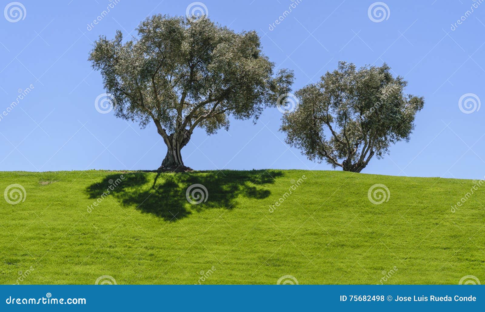 Two trees on a field stock photo. Image of nature, lawn - 75682498