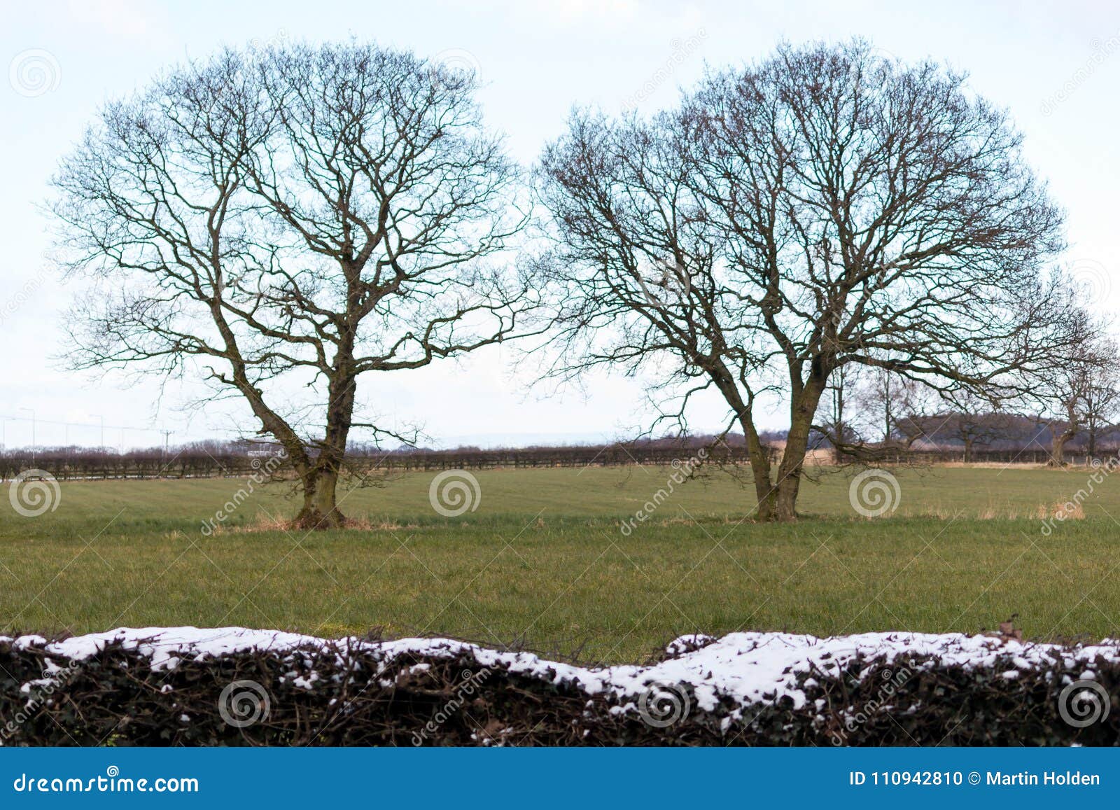 Two Trees in a Field stock photo. Image of field, adventure - 110942810