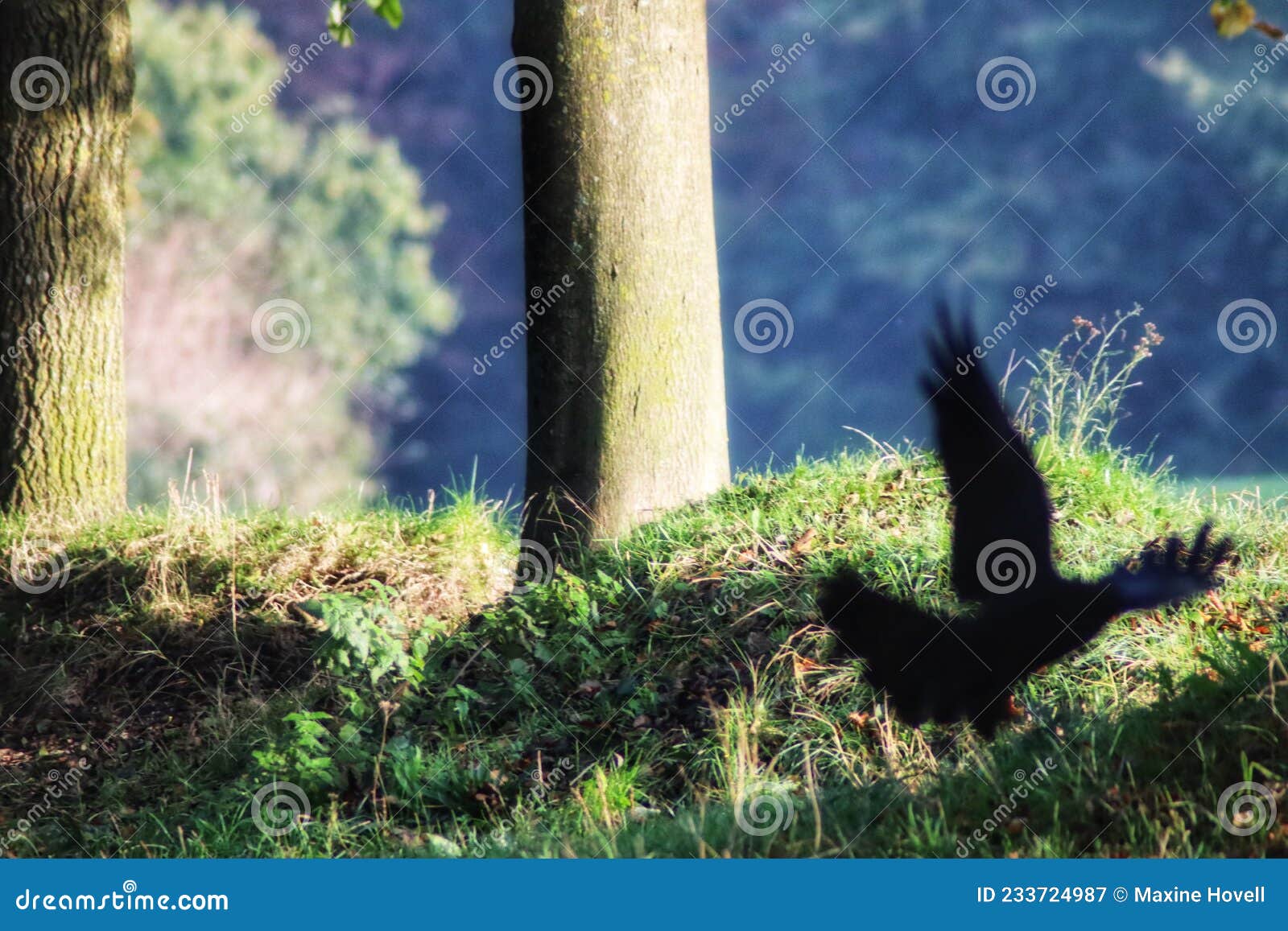 Two Trees, Fields and a Crow Flying by Stock Image - Image of parkland ...