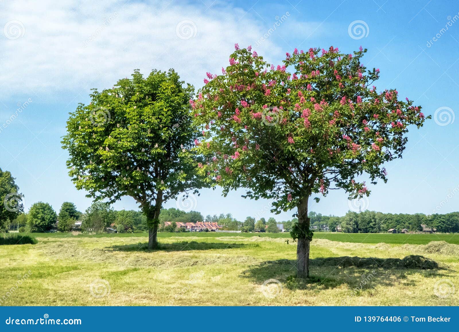 Two Trees in the Foreground Frame a Small Rural Village Visible in the ...