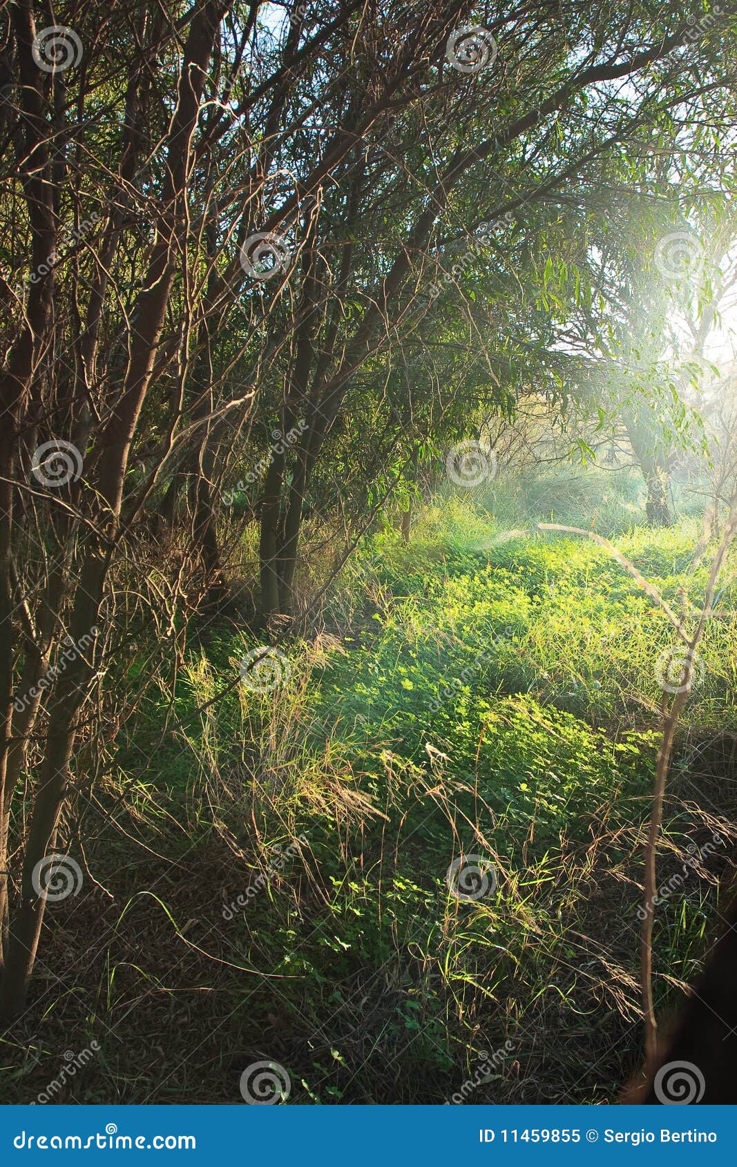 Two trees in a forest stock image. Image of decoration - 11459855