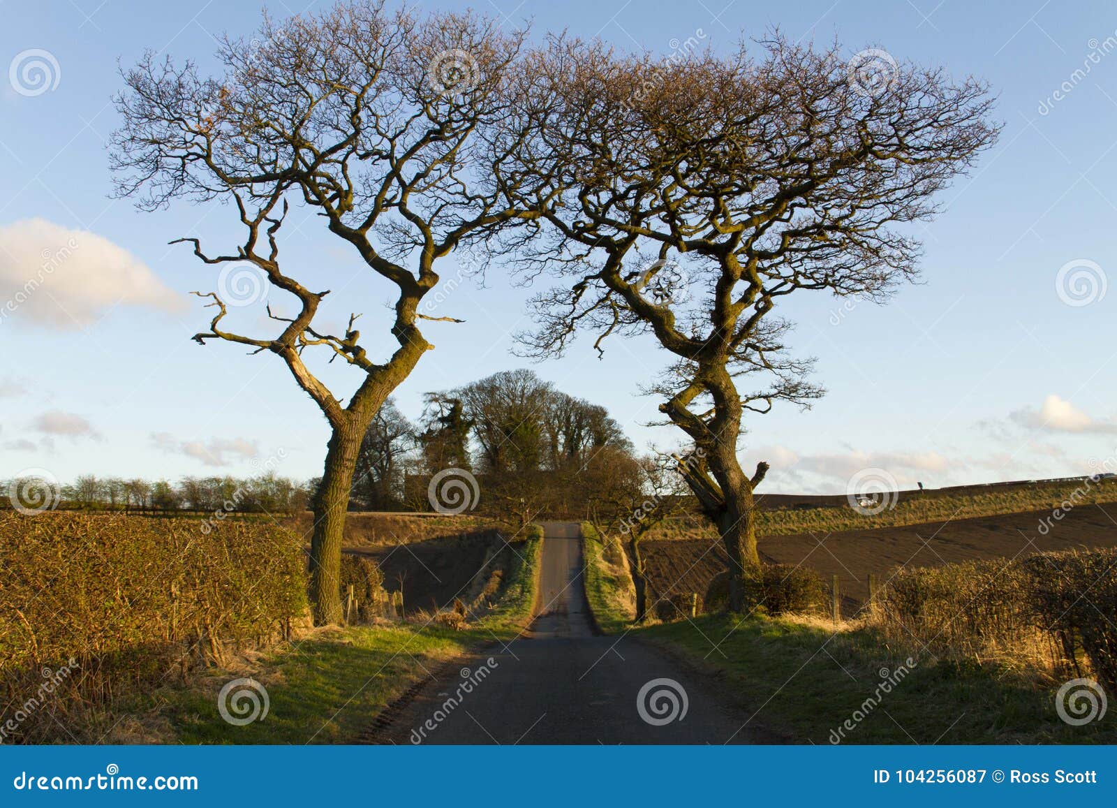 Two Trees Frame a Small Road Stock Image - Image of bare, edinburgh ...