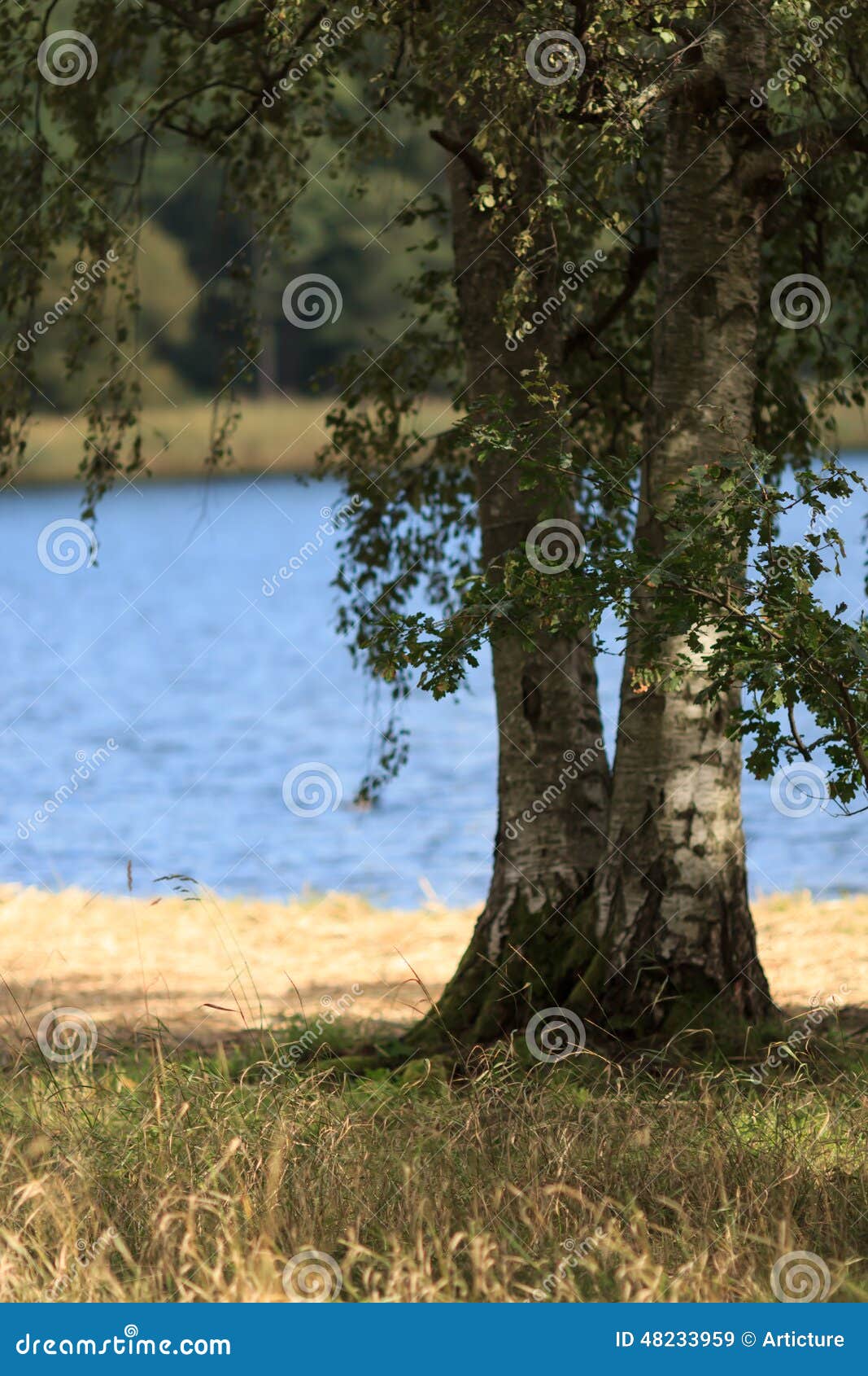 Two Trees in Front of the Blue Lake Stock Image - Image of front ...