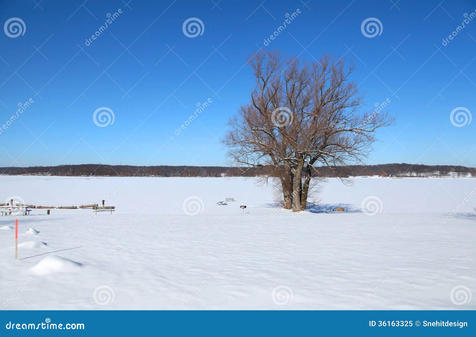 Two Trees in the Frozen Lake Stock Image - Image of single, snow: 36163325