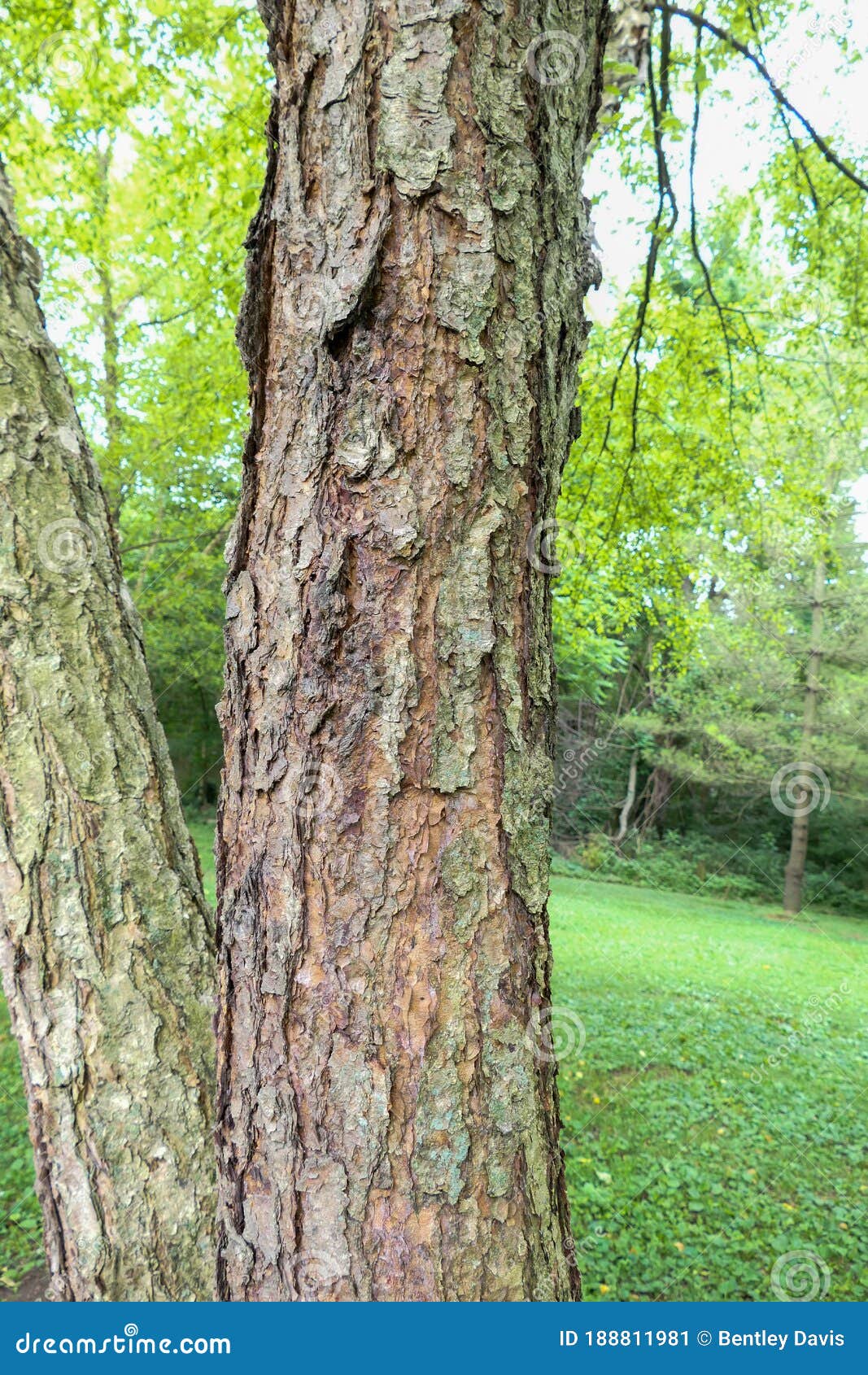 Two tree trunks in a park stock image. Image of lawn - 188811981