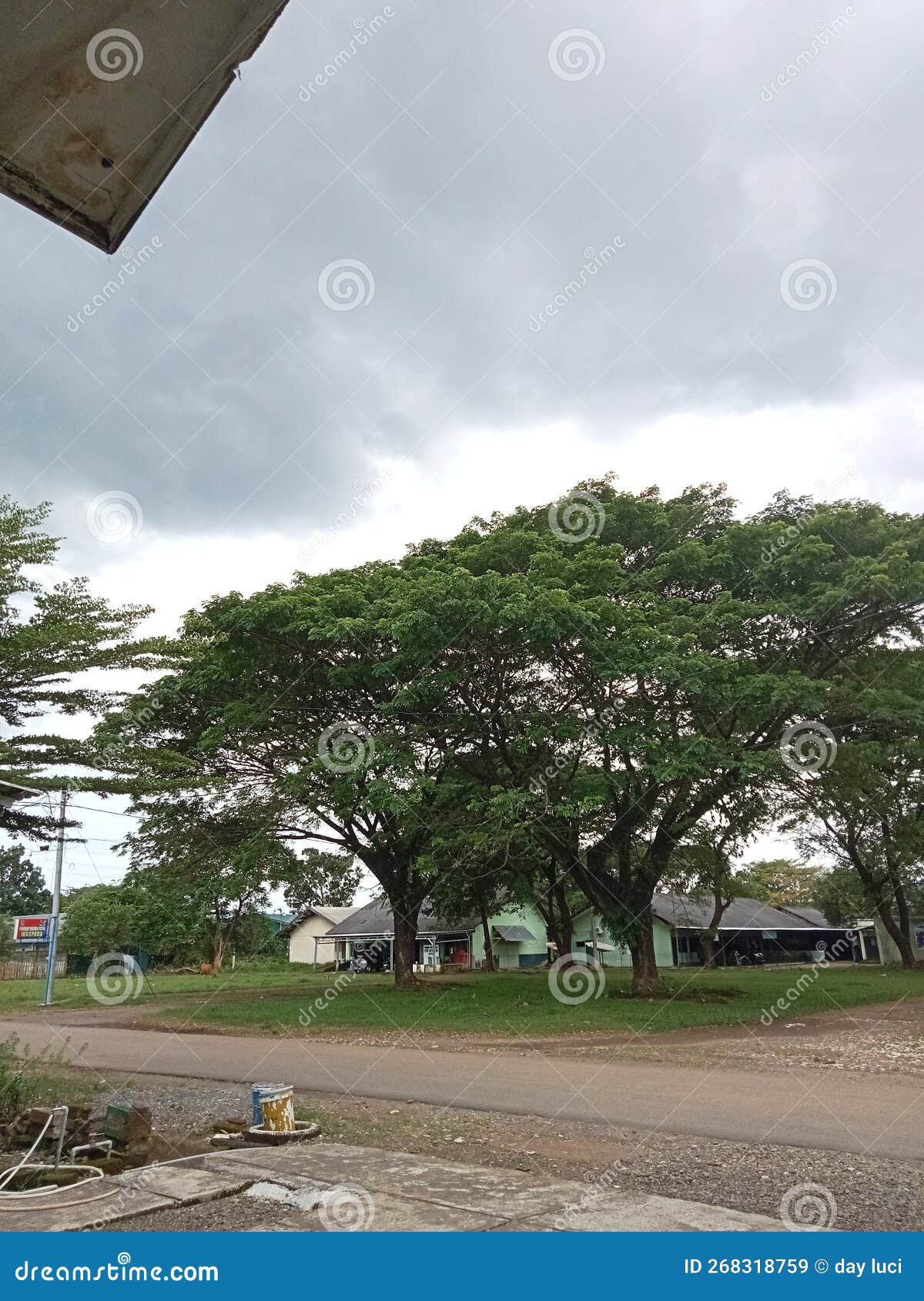 Two Trees that Grow Together Just Like Us Stock Image - Image of suburb ...