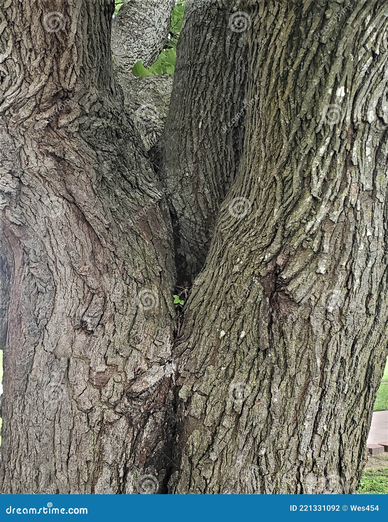 Two Trees Growing into Each Other Stock Photo - Image of growing ...